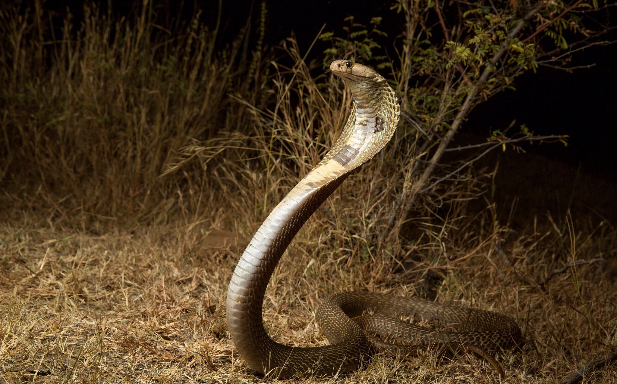 Biólogo brasileiro pisa em mais de 100 cobras em nome da ciência ...