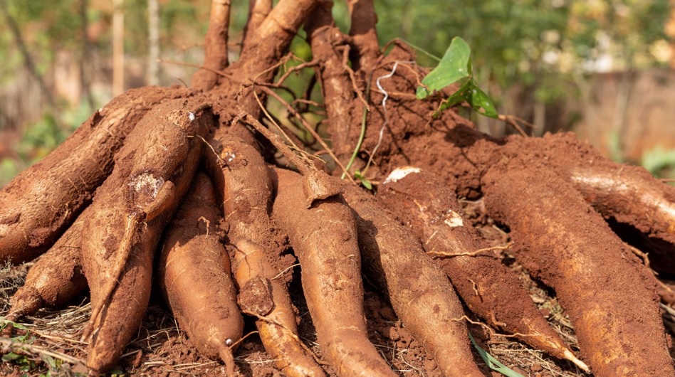 Mandioca, Aipim ou Macaxeira, a rainha do Brasil que ganhou título do ...