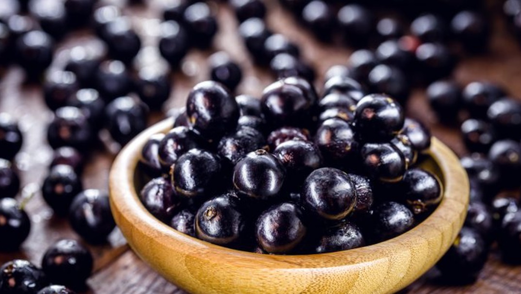 Jabuticaba é eleita uma das 100 melhores frutas do mundo; veja - Novabrasil