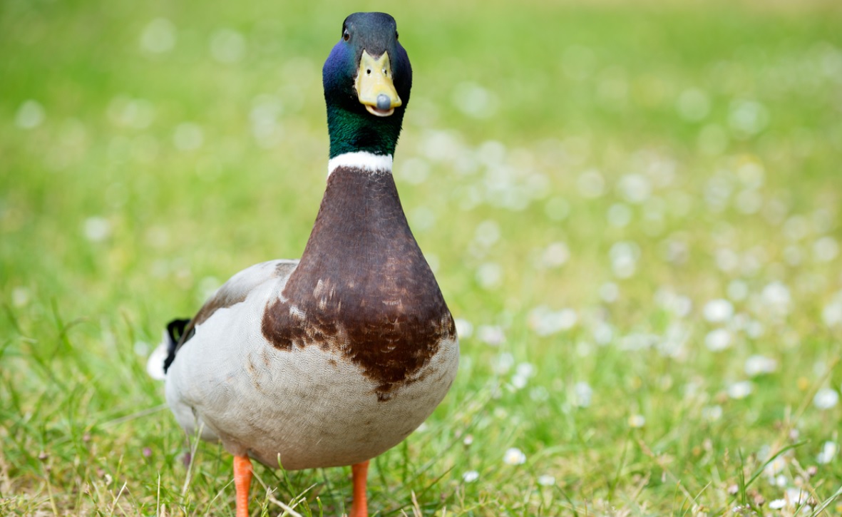 "Pagar o Pato": A origem e o significado dessa expressão brasileira ...