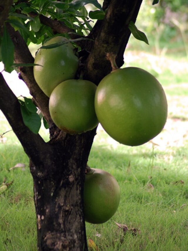 Cuia, cabaça, coité, cuietê: saiba tudo sobre o fruto da cuieira ...